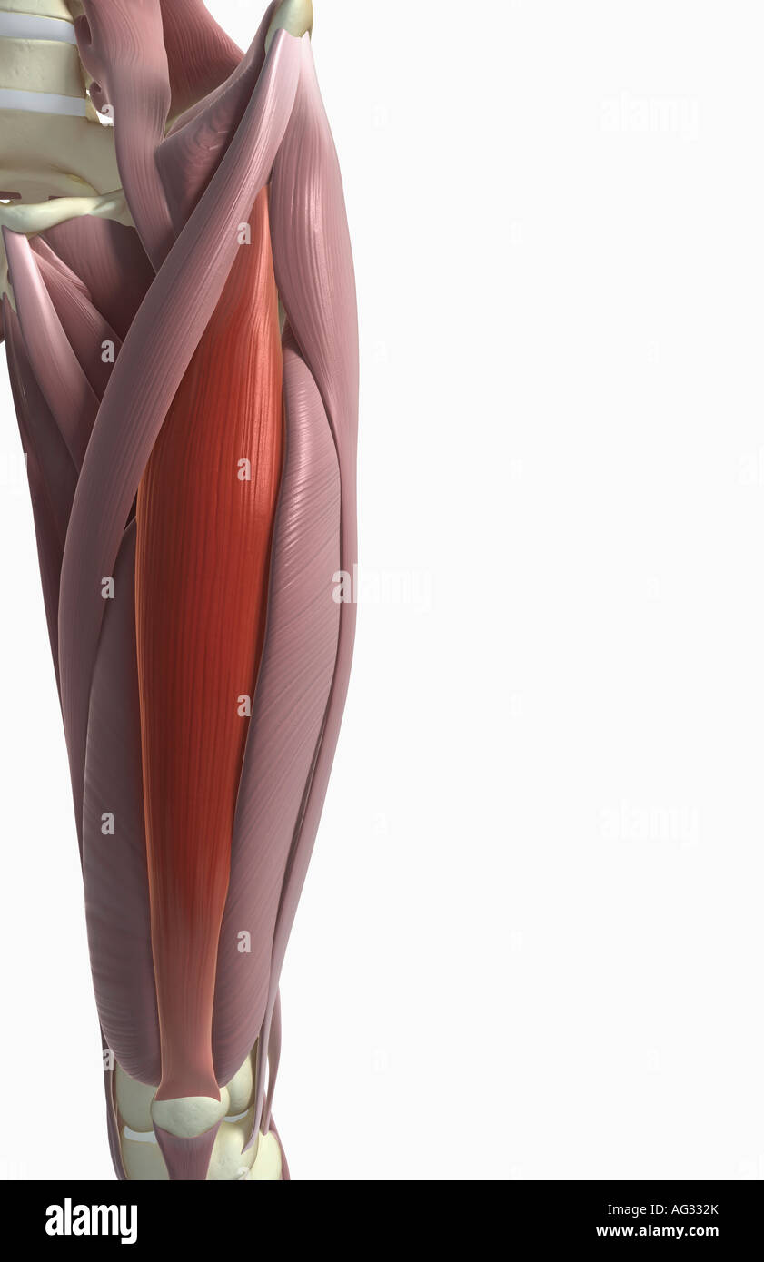 Human leg muscles rectus femoris -Fotos und -Bildmaterial in hoher ...
