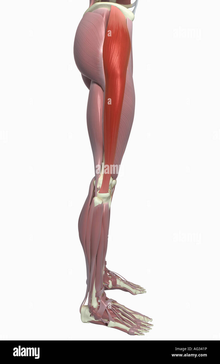 Tensor fasciae latae -Fotos und -Bildmaterial in hoher Auflösung – Alamy