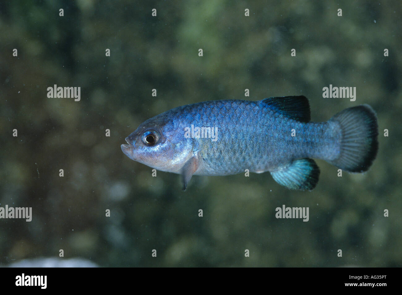 Des Teufels Loch Teufelskärpfling (Cyprinodon Diabolis), portrait ...