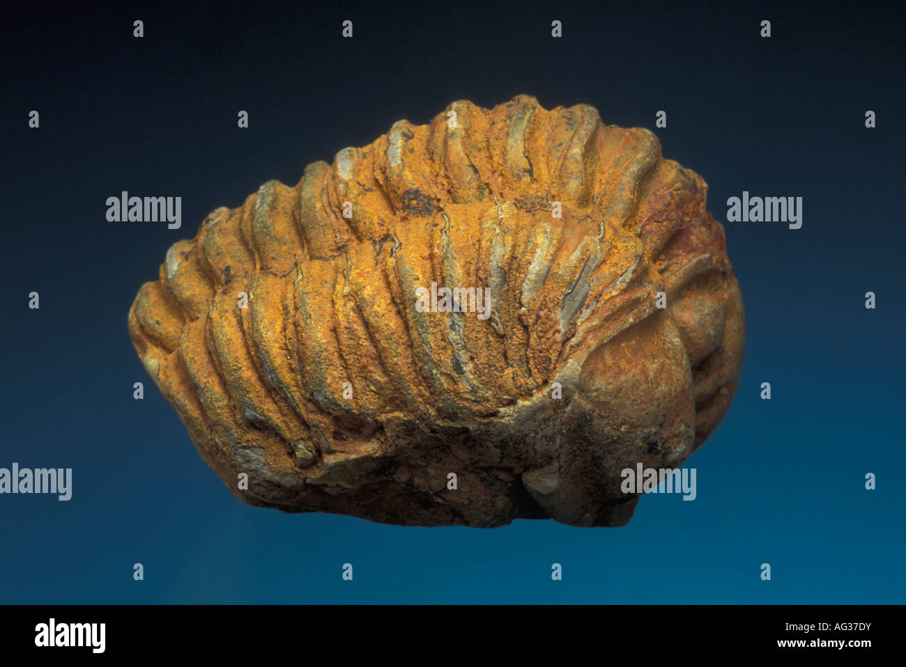 Ordovizium und silurzeit -Fotos und -Bildmaterial in hoher Auflösung ...