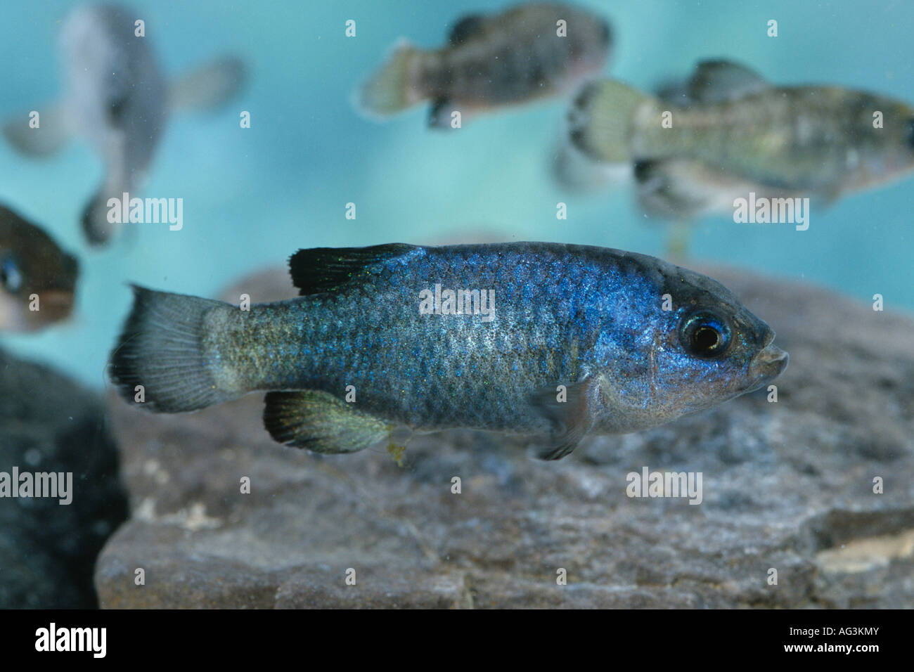 Devils hole pupfish cyprinodon diabolis -Fotos und -Bildmaterial in ...