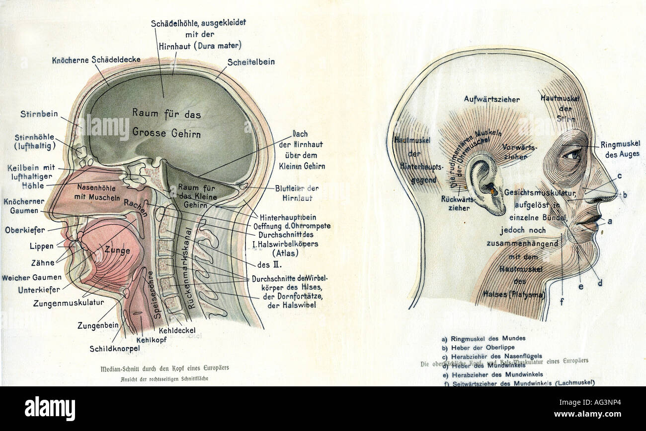 Medizin, Anatomie, links: Median Cut durch den Kopf, Rechts: Muskulatur ...
