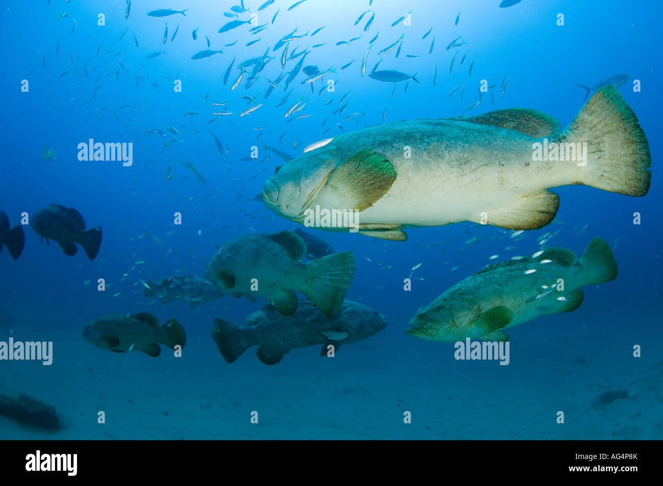 Goliath fisch -Fotos und -Bildmaterial in hoher Auflösung – Alamy