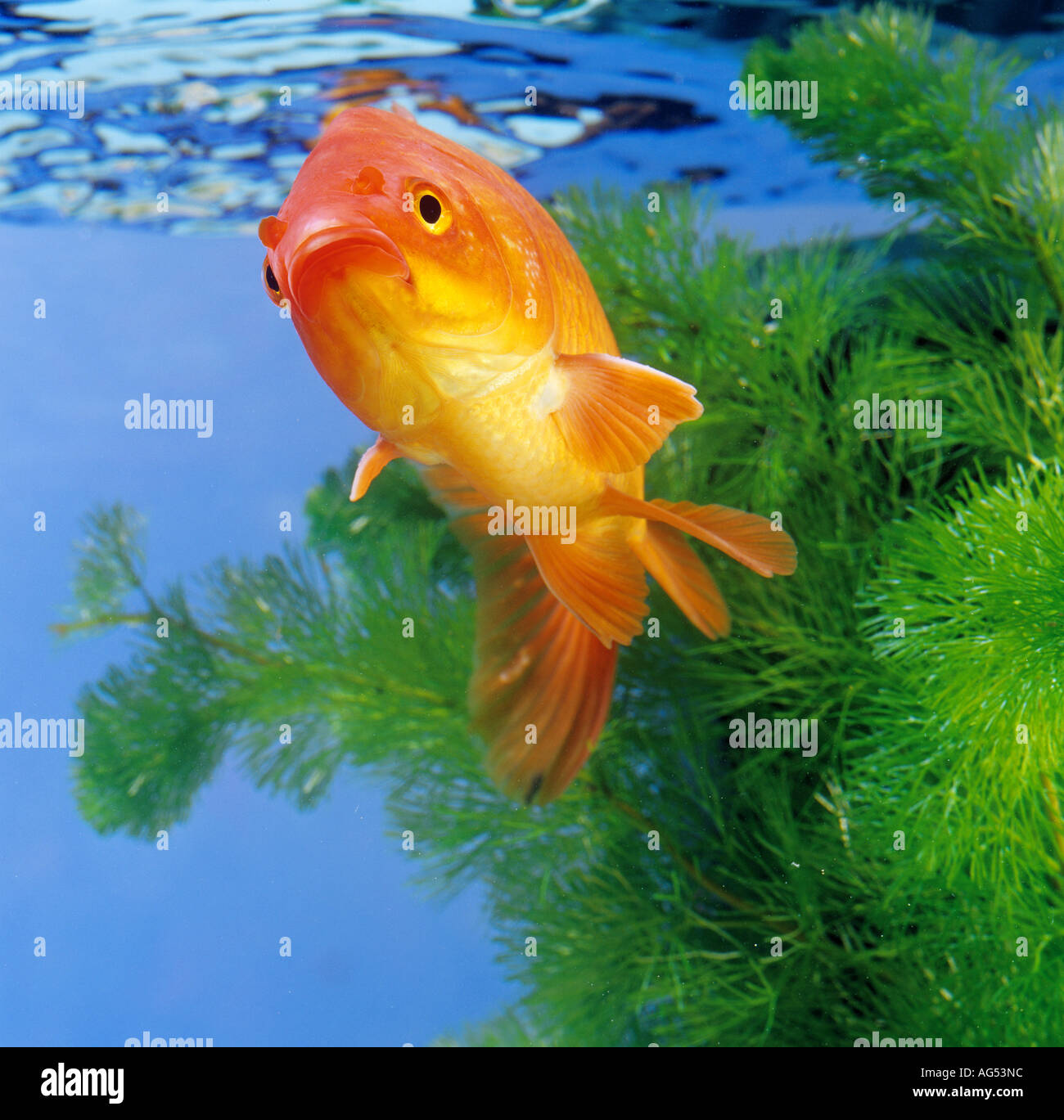 Carassius auratus aquarium -Fotos und -Bildmaterial in hoher Auflösung – Alamy