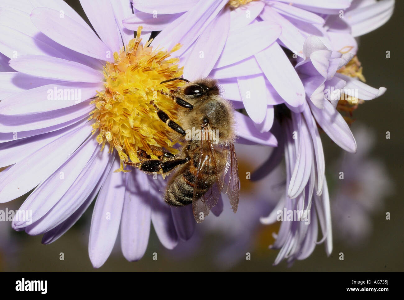 Apis honigbienen -Fotos und -Bildmaterial in hoher Auflösung – Alamy