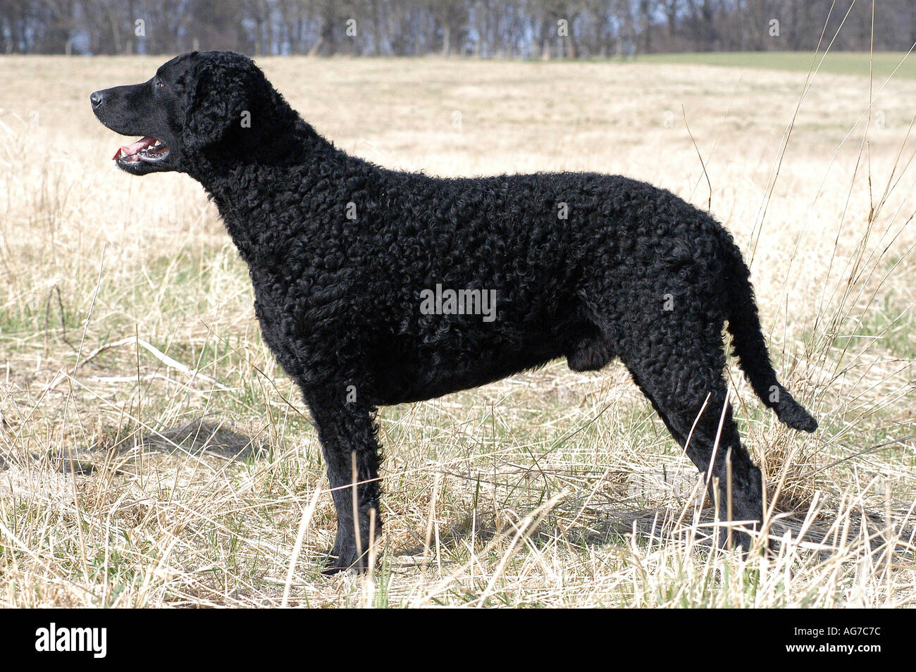 Lockiger überzogener retriever -Fotos und -Bildmaterial in hoher ...