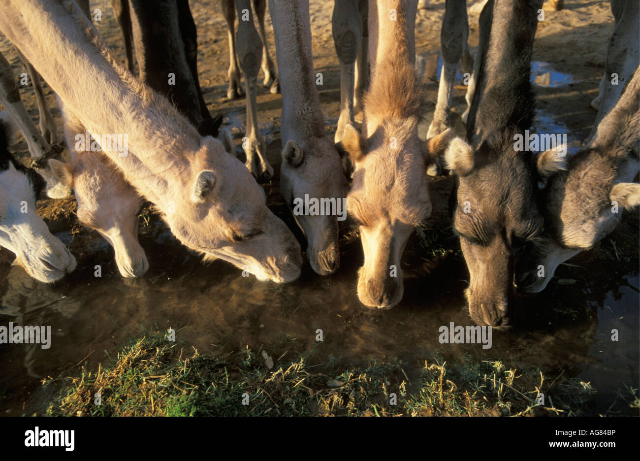 Niger Tenere Tuareg Stamm dabei traditionelle Salz Wohnwagen aus Agadez ...