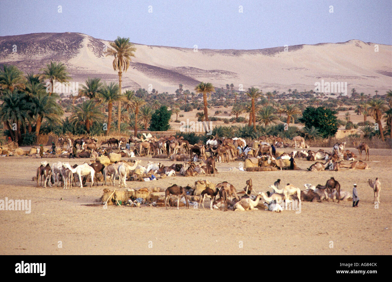 Niger Tenere Tuareg Stamm dabei traditionelle Salz Wohnwagen aus Agadez ...