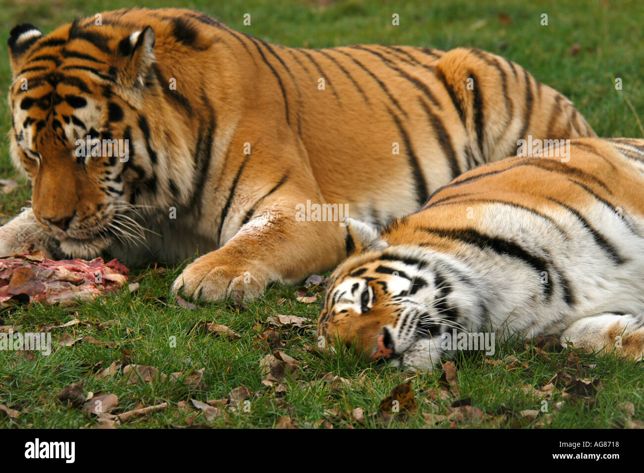 Amur tiger feeding -Fotos und -Bildmaterial in hoher Auflösung – Alamy