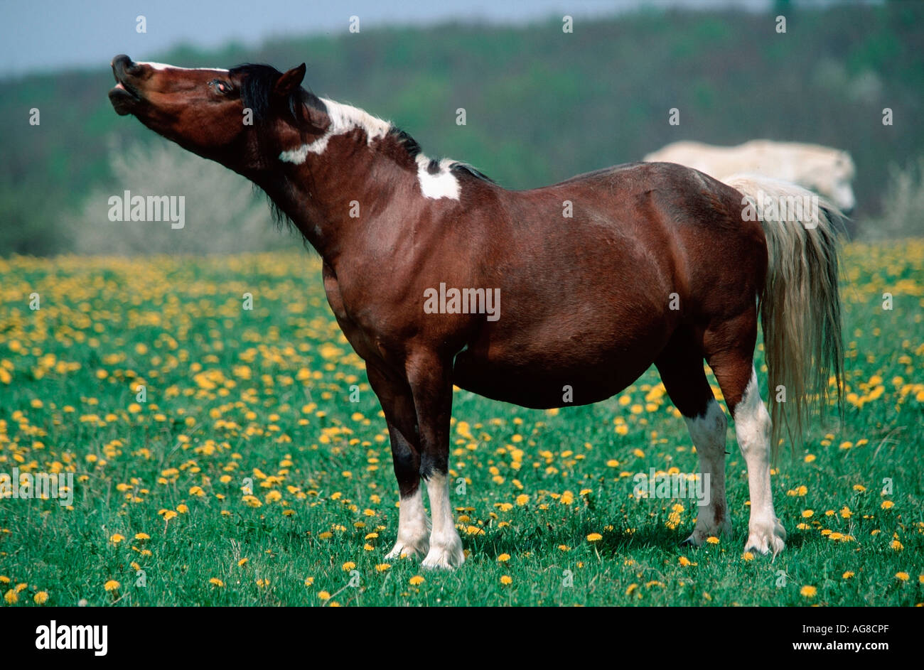 Tinker pony -Fotos und -Bildmaterial in hoher Auflösung – Alamy