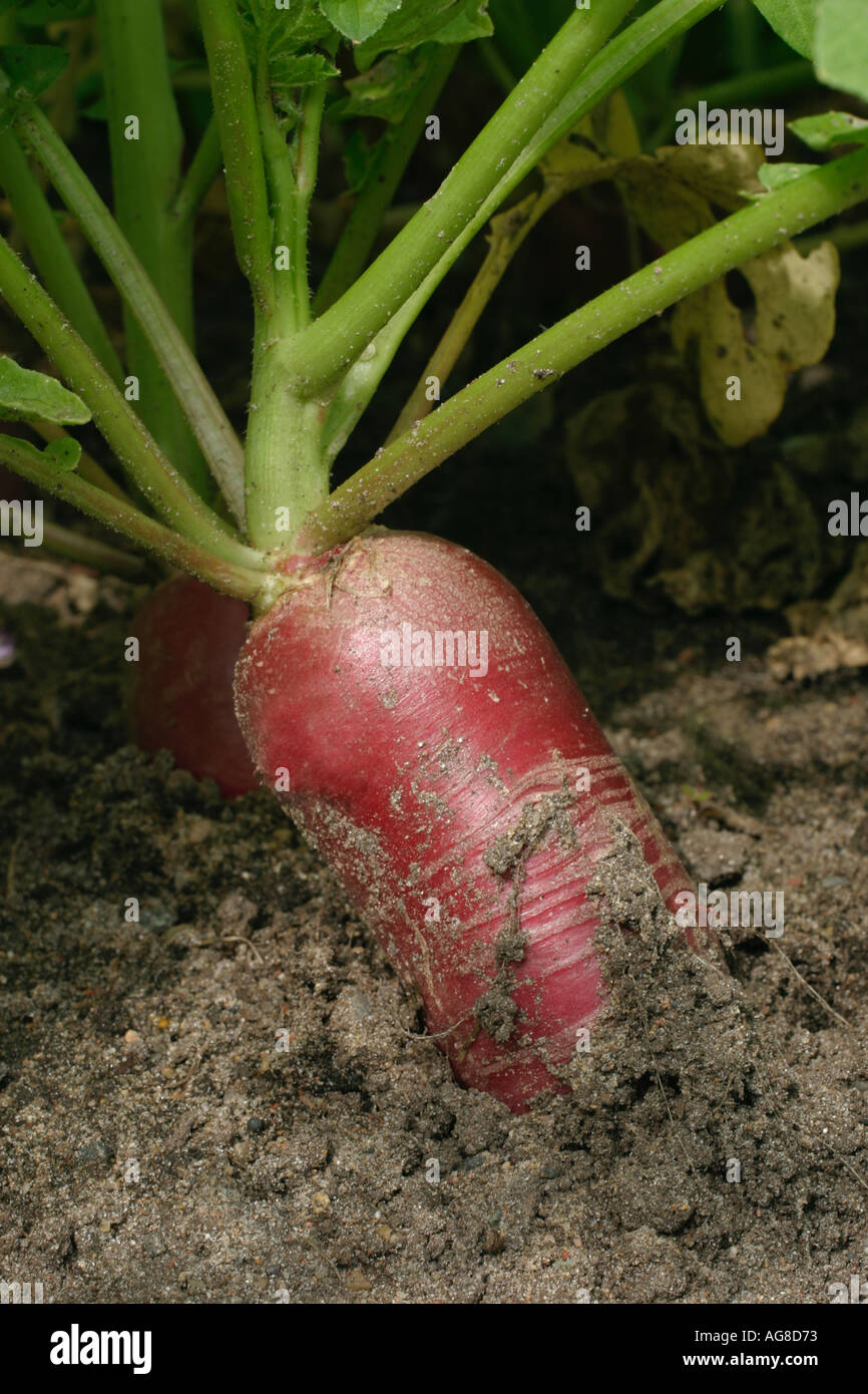 European radish raphanus sativus -Fotos und -Bildmaterial in hoher ...