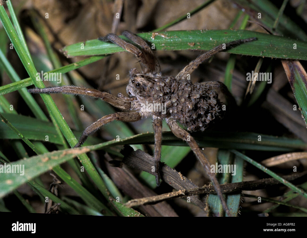 Wolfspinne mit jungen -Fotos und -Bildmaterial in hoher Auflösung – Alamy