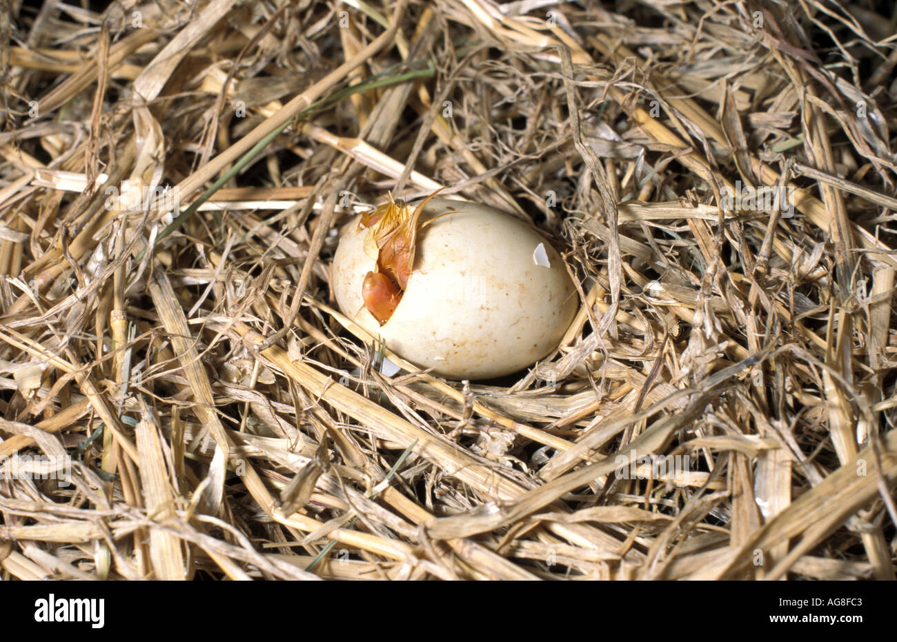 Duck anas sp -Fotos und -Bildmaterial in hoher Auflösung – Alamy