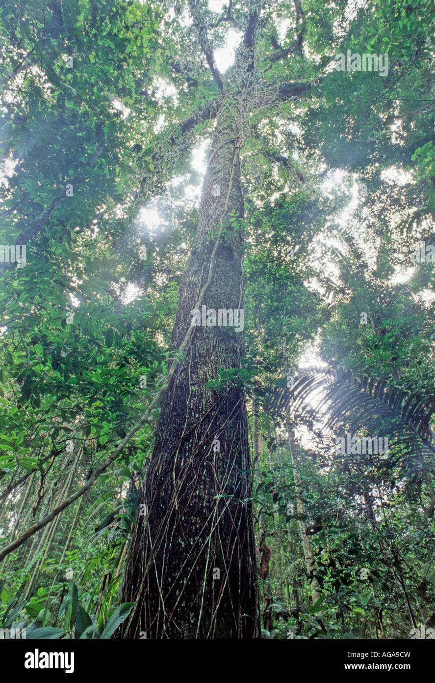 Amazonas-Regenwald. Peru, Madre de Dios Abteilung. Paranuss Baum ...
