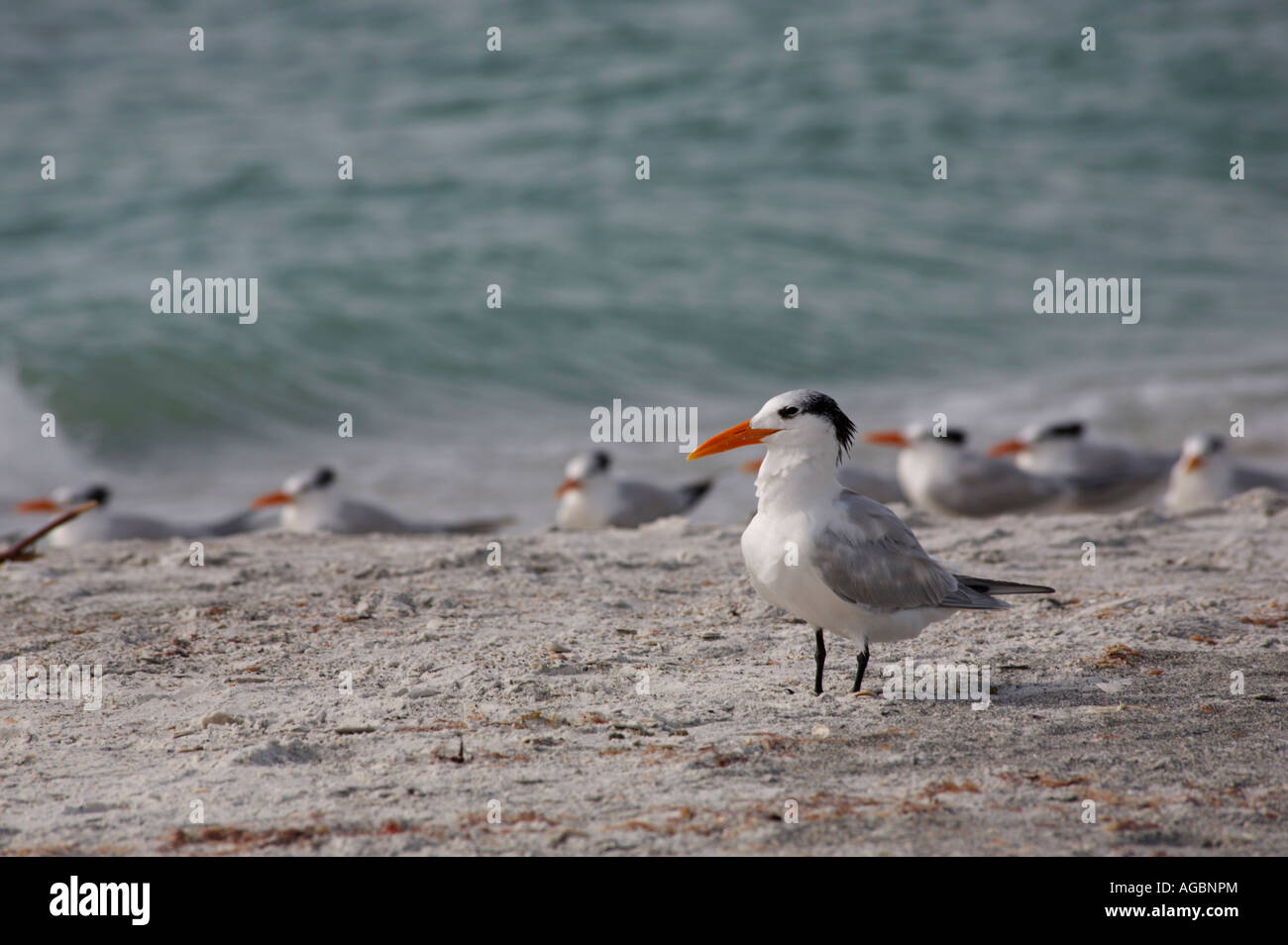 Königliche Seeschwalben Sterna Maxima am Golf von Mexiko Strand auf ...