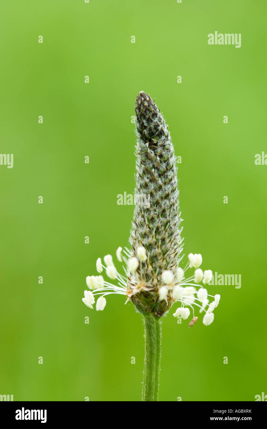 Spitzwegerich Spitzwegerich Blütenstand, Plantago lanceolata ...