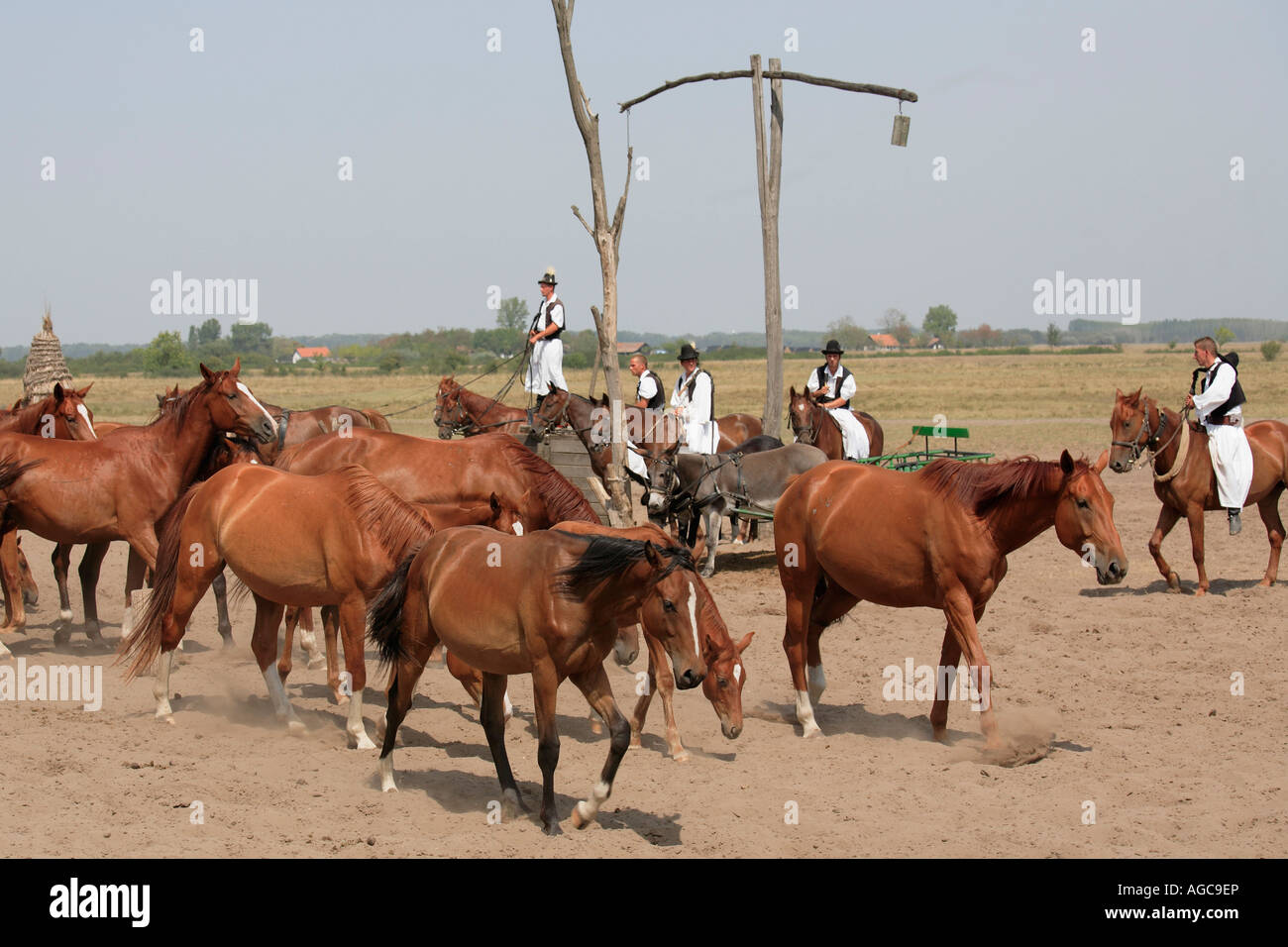 Bugac puszta -Fotos und -Bildmaterial in hoher Auflösung – Alamy