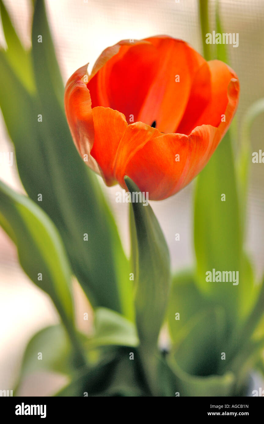 eine offene einzelne rote Tulpe mit grünen Blättern Stockfotografie - Alamy