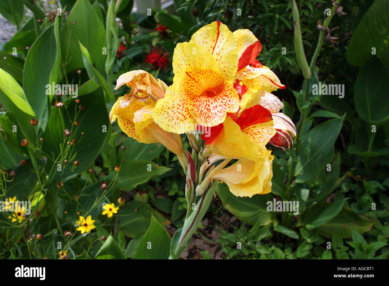 Canna x generalis -Fotos und -Bildmaterial in hoher Auflösung – Alamy