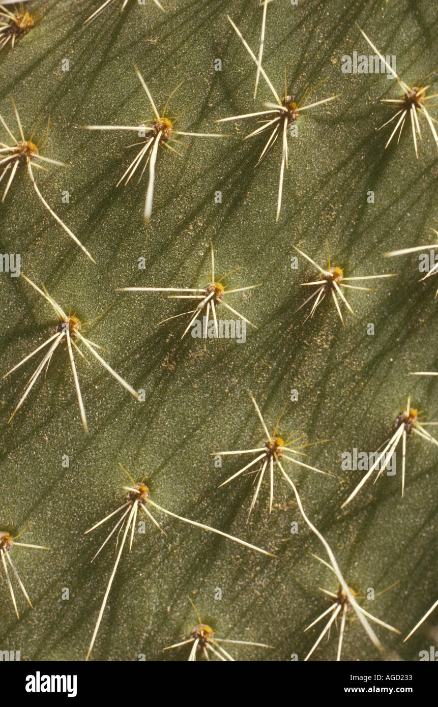 Cactus spines -Fotos und -Bildmaterial in hoher Auflösung – Alamy