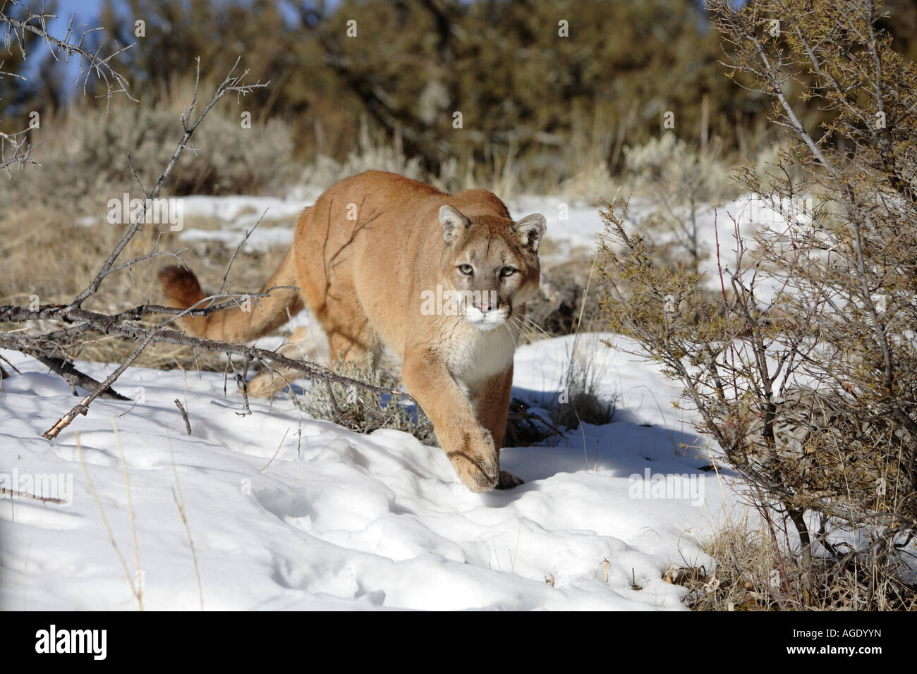 Stalking puma felis concolor -Fotos und -Bildmaterial in hoher ...