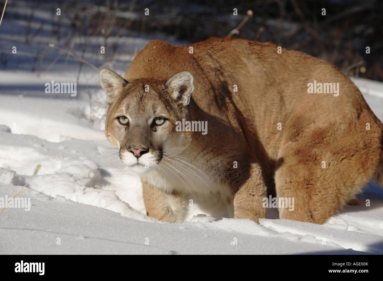 Stalking puma felis concolor -Fotos und -Bildmaterial in hoher ...