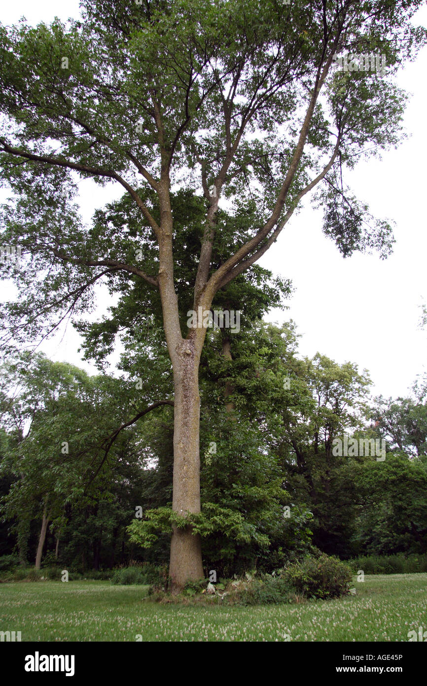 Tall tree -Fotos und -Bildmaterial in hoher Auflösung – Alamy