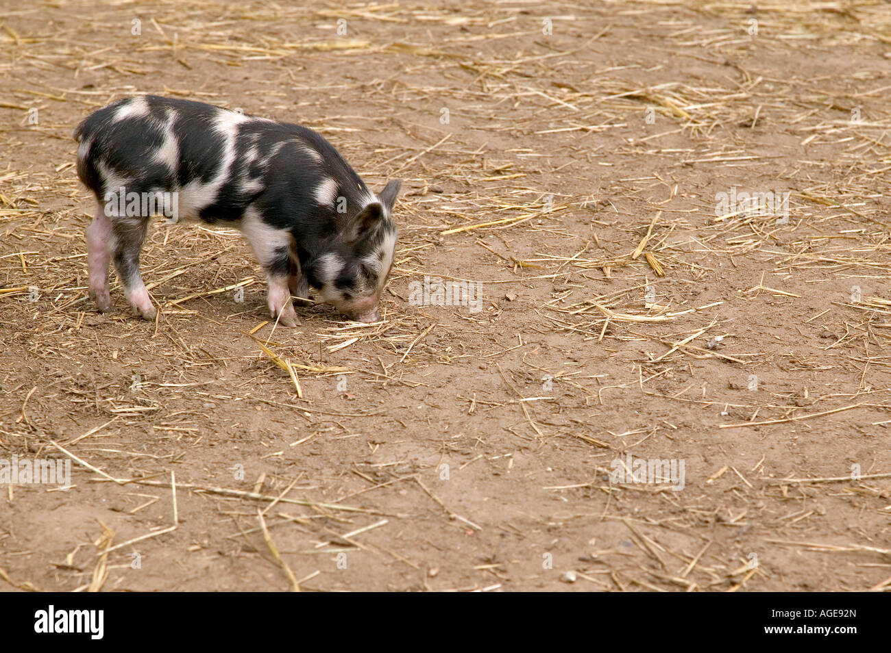 Schwarz / weiß getupft Ferkel herumsuchen für Nahrung Platz für text ...