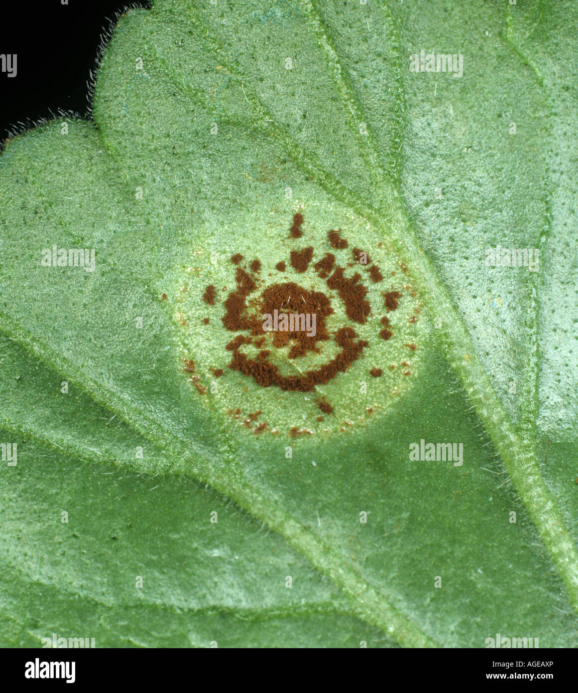 Pelargonium rost -Fotos und -Bildmaterial in hoher Auflösung – Alamy
