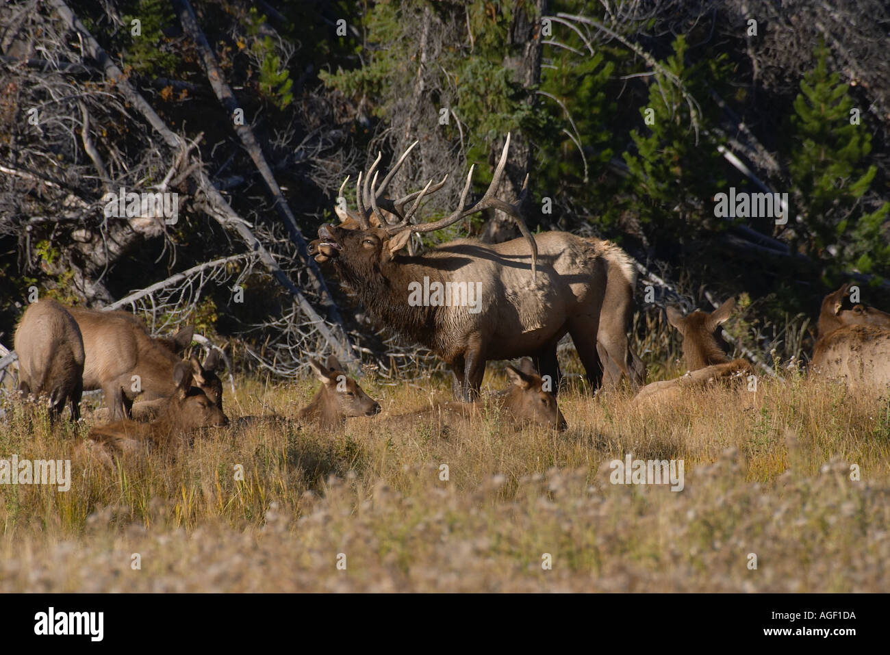 Weiblicher Harem Stockfotos und -bilder Kaufen - Alamy