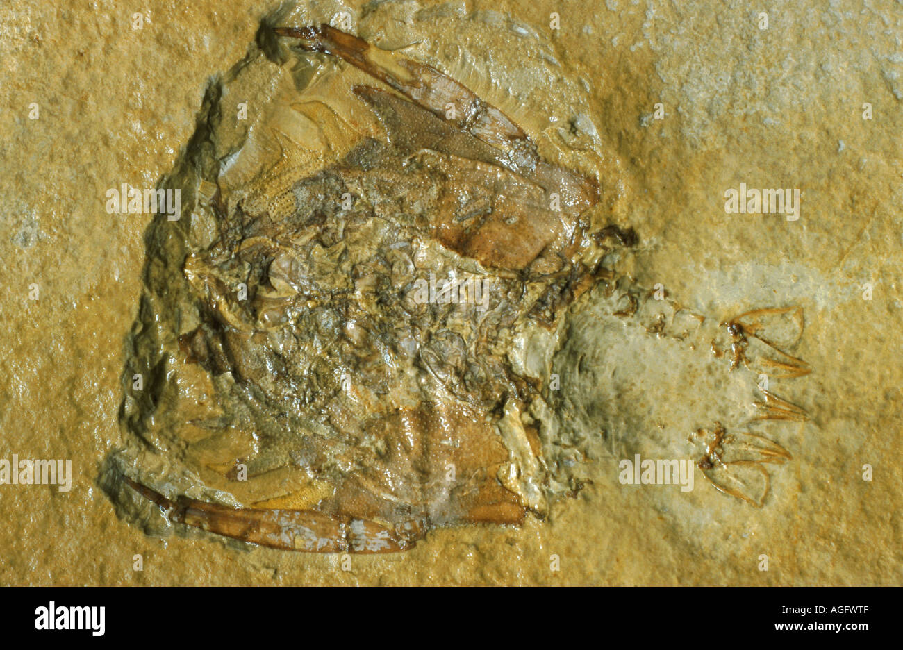 Eryon arctiformis -Fotos und -Bildmaterial in hoher Auflösung – Alamy