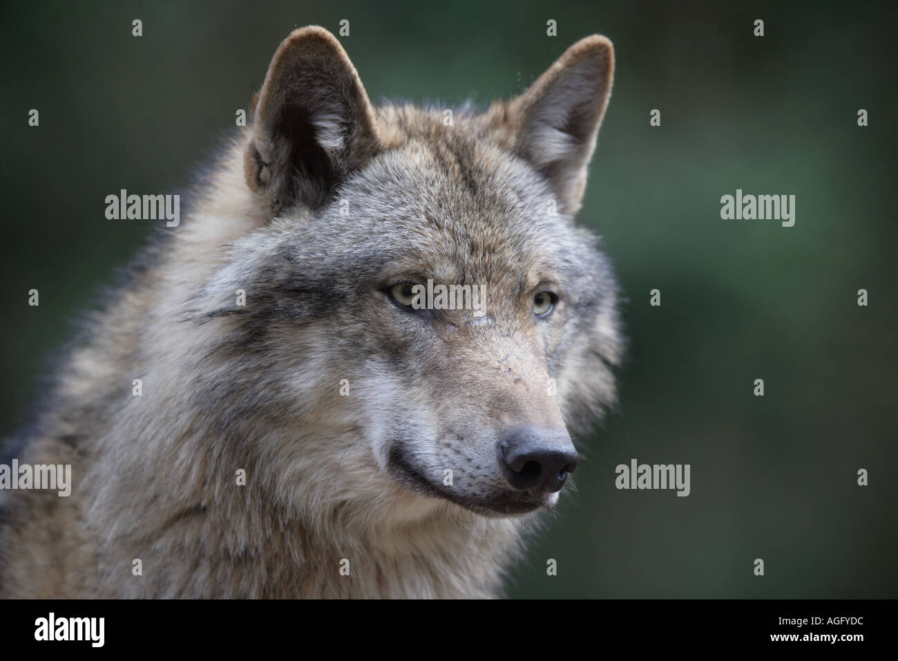 Great plains wolf buffalo wolf -Fotos und -Bildmaterial in hoher ...