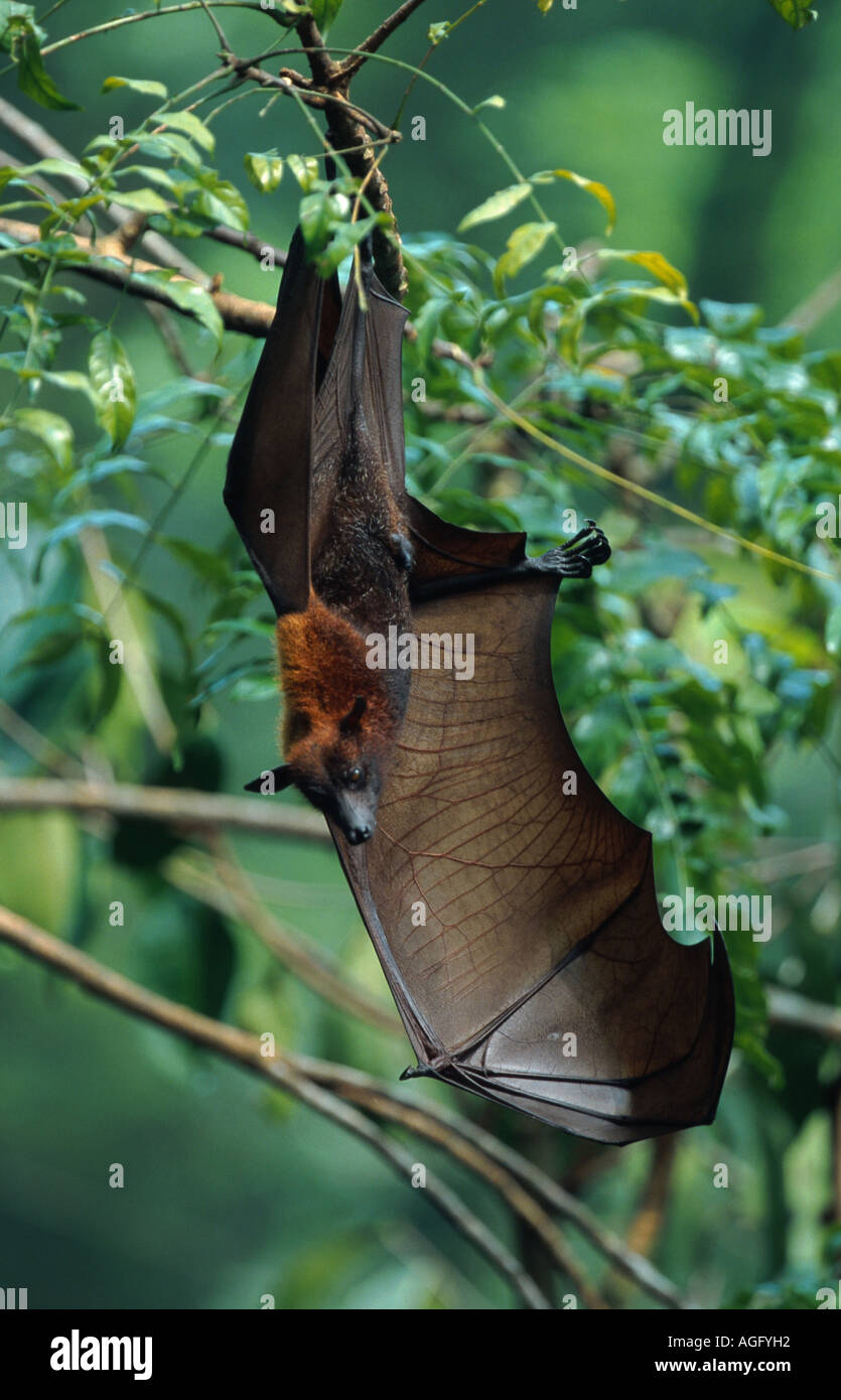 Large flying fox pteropus vampyrus -Fotos und -Bildmaterial in hoher ...