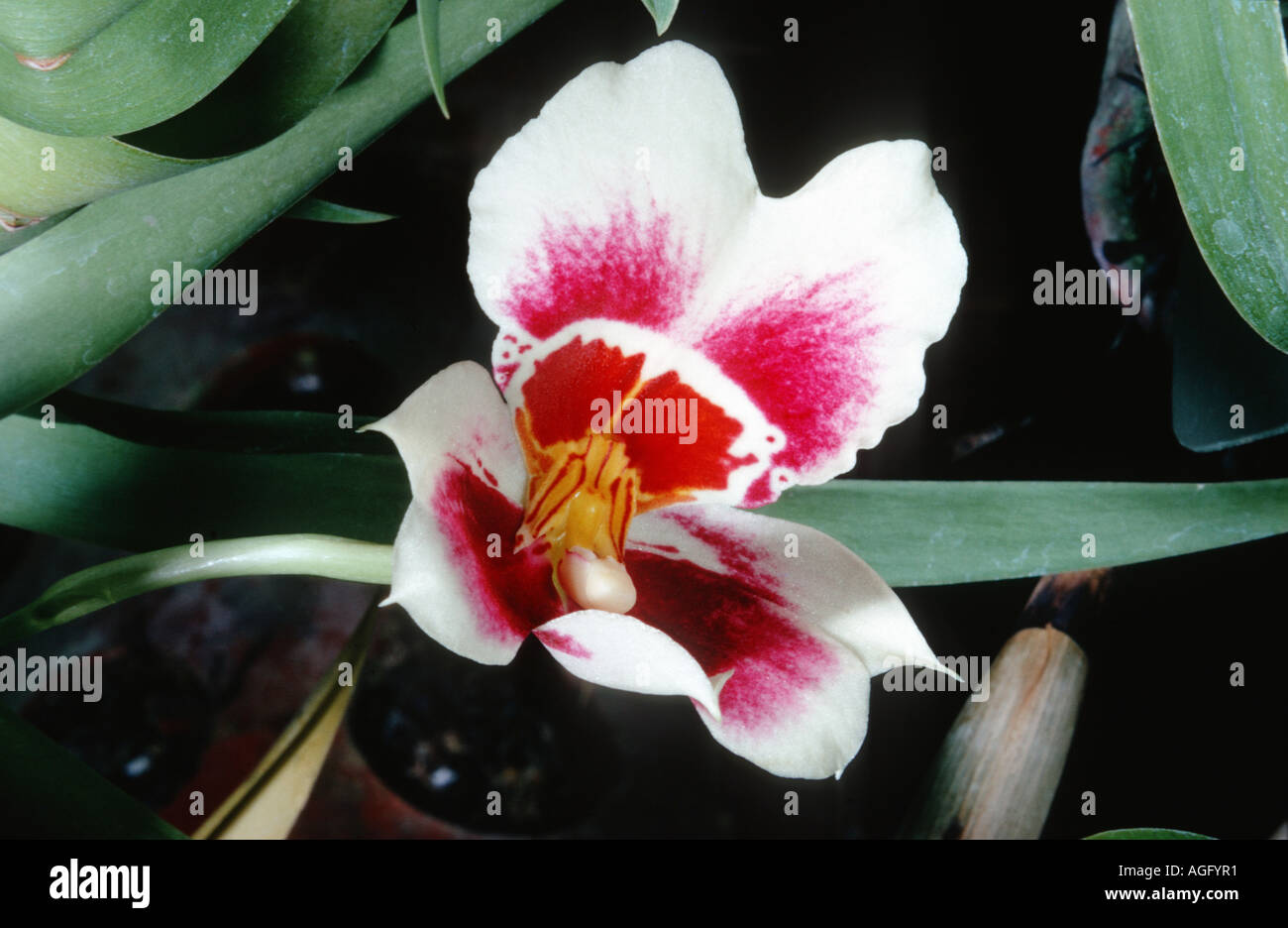 Miltonia Orchidee Miltonia Spec Stockfotos und -bilder Kaufen - Alamy