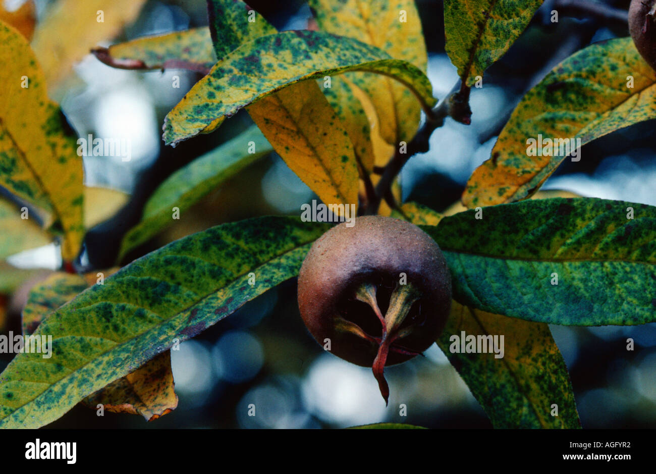 Mispeln angiospermen angiospermen -Fotos und -Bildmaterial in hoher ...