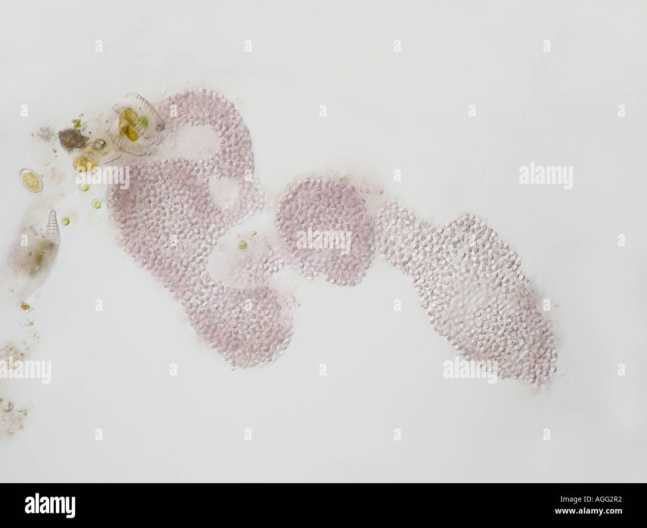 Microcystis aeruginosa -Fotos und -Bildmaterial in hoher Auflösung – Alamy