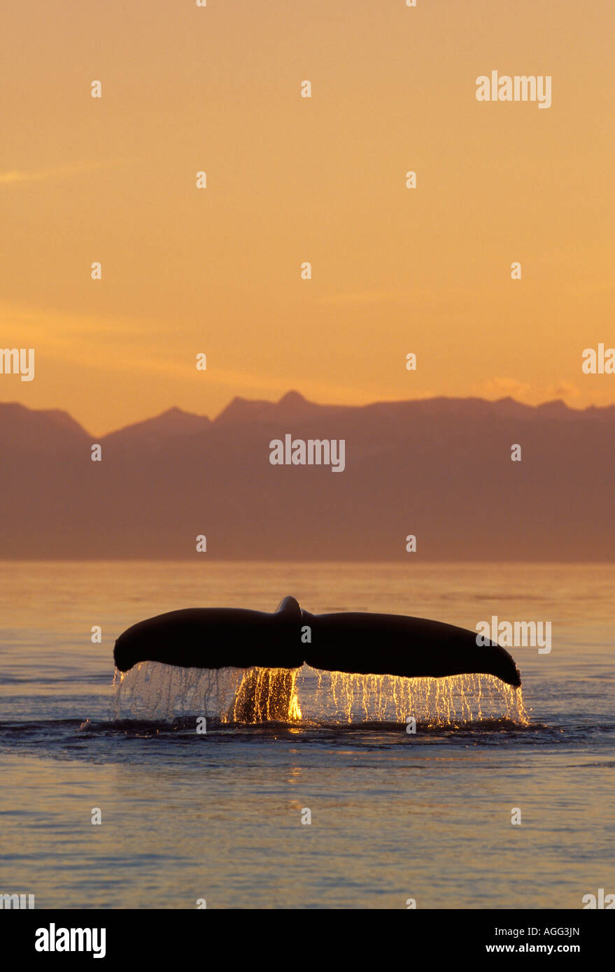 Buckelwal Fluke Sonnenuntergang Inside Passage SE AK Sommer ...