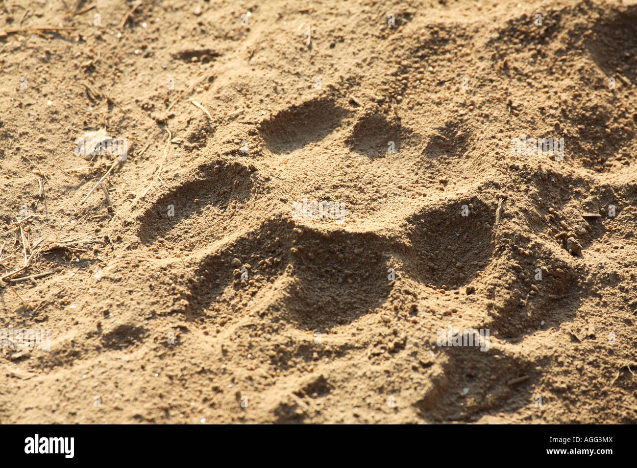 Tiger footprint -Fotos und -Bildmaterial in hoher Auflösung – Alamy