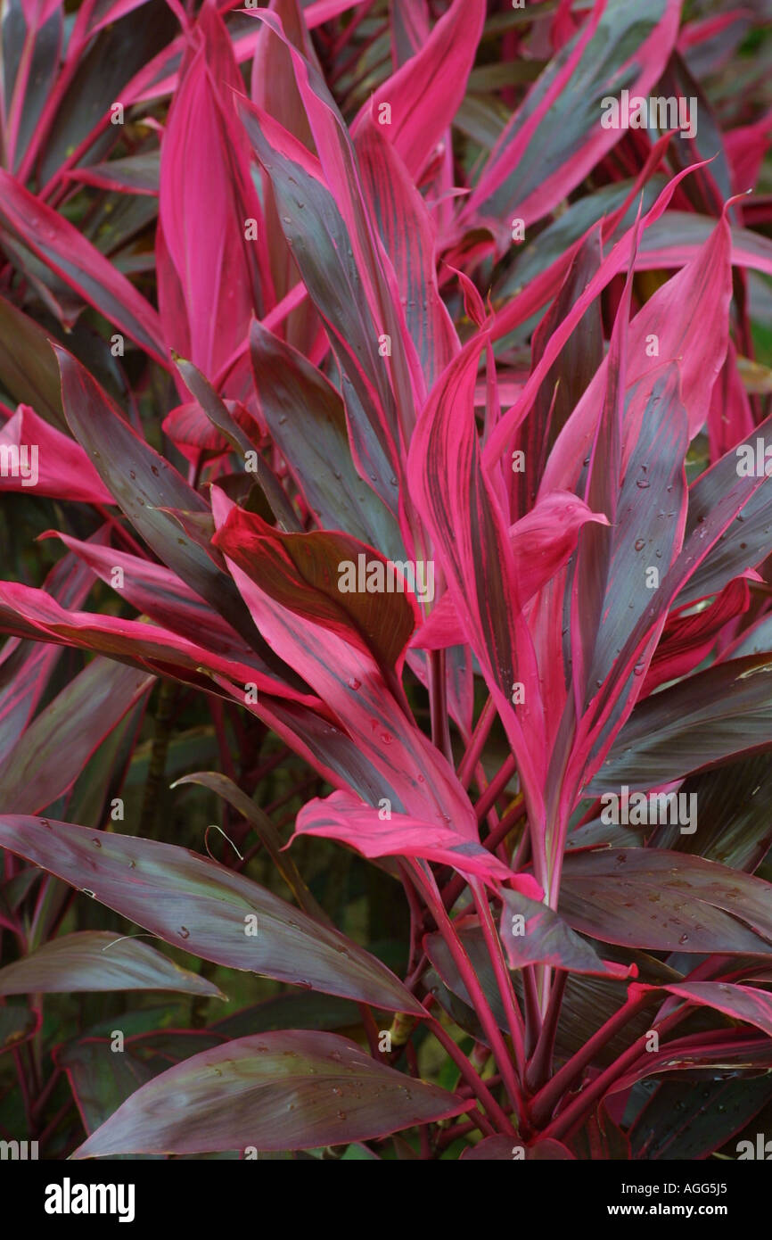 Chinesische Colli (Cordyline Terminalis, Cordyline Fruticosa), blühende ...