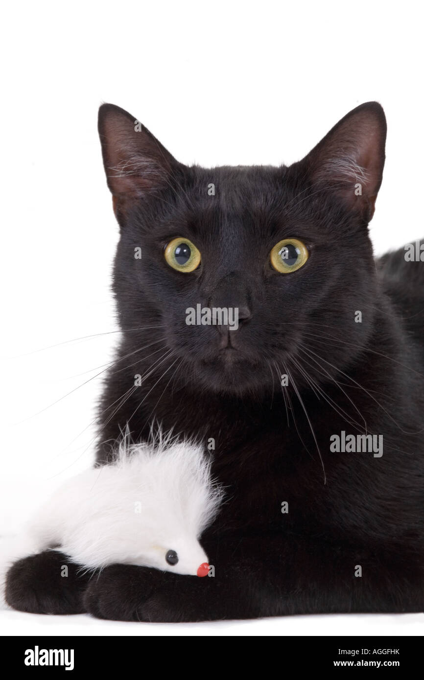 Black white cat mouse -Fotos und -Bildmaterial in hoher Auflösung – Alamy