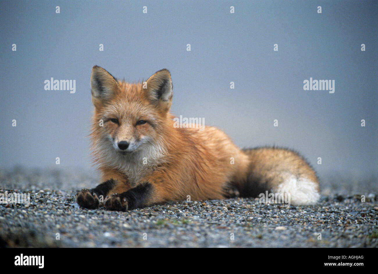 Amerikanischer rotfuchs rotfuchs -Fotos und -Bildmaterial in hoher ...