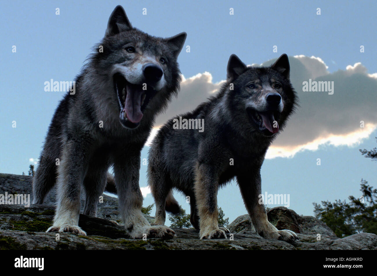 Einzelner wolf und junges -Fotos und -Bildmaterial in hoher Auflösung ...