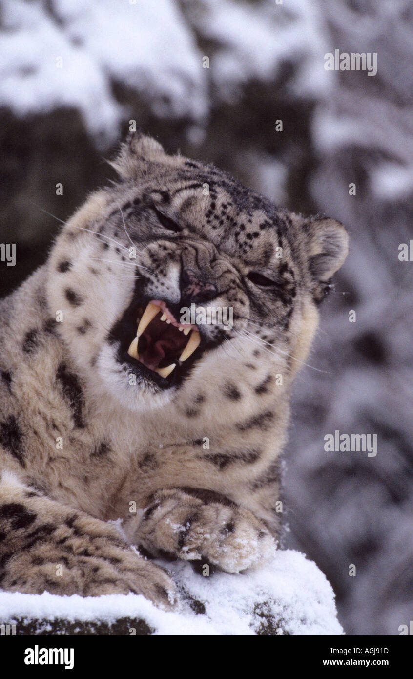 Seltene, vom Aussterben bedrohten Schneeleoparden Panthera Uncia Rasse ...