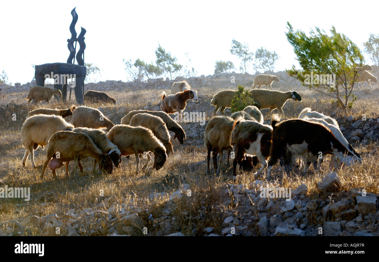 Israels Negev-Beduinen Schäfer mit seiner Herde von Schafen und Ziegen ...