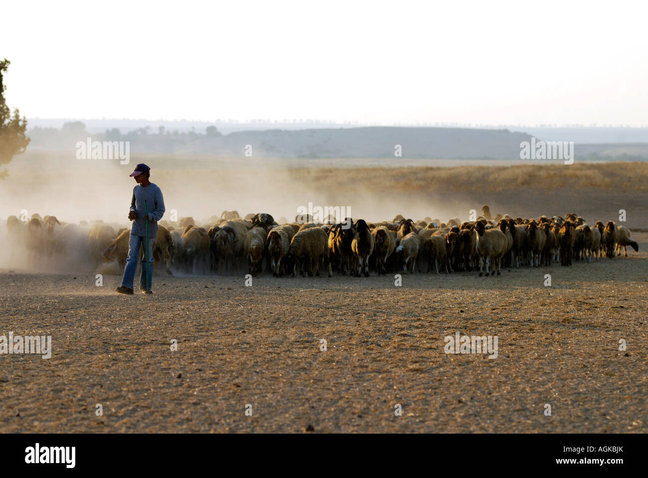 Israels Negev-Beduinen Schäfer mit seiner Herde von Schafen und Ziegen ...