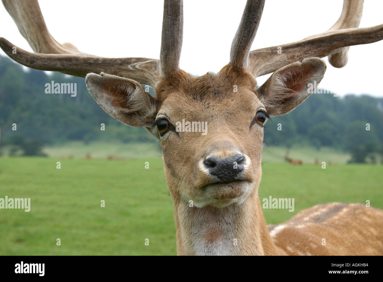 Hirsch longleat -Fotos und -Bildmaterial in hoher Auflösung – Alamy