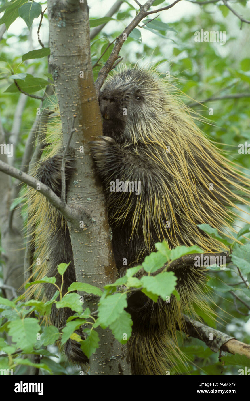 Stachelschwein Erethizon Dorsatum Klettern Pappel Baum Alaska ...