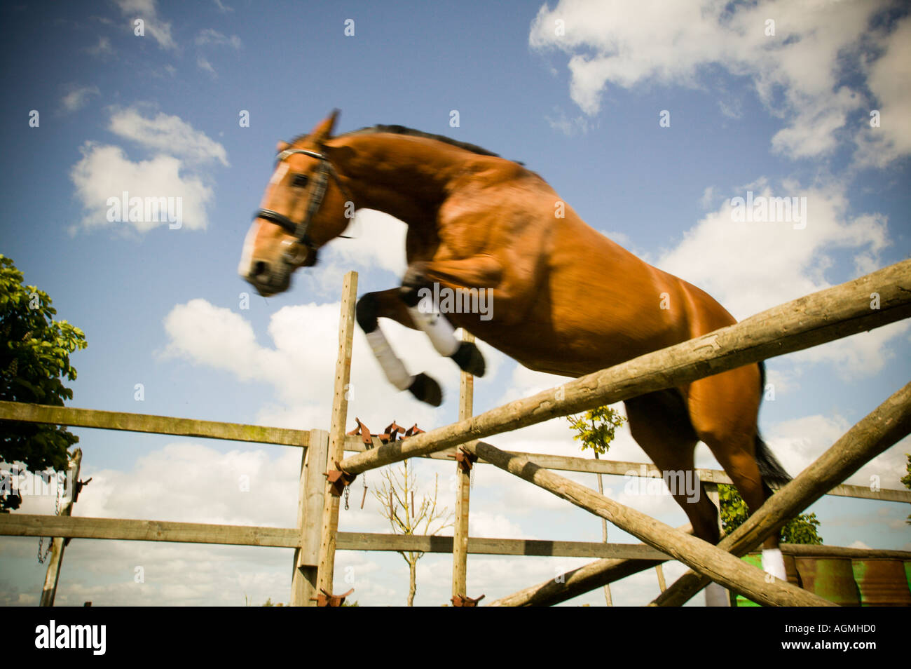 Chestnut horse jumping fence -Fotos und -Bildmaterial in hoher ...