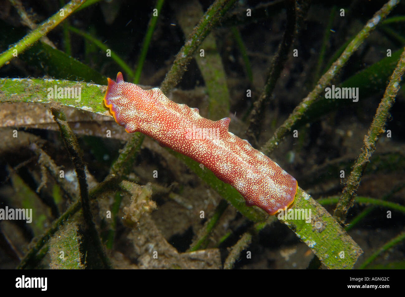 Pseudoceros ferrugineus -Fotos und -Bildmaterial in hoher Auflösung – Alamy