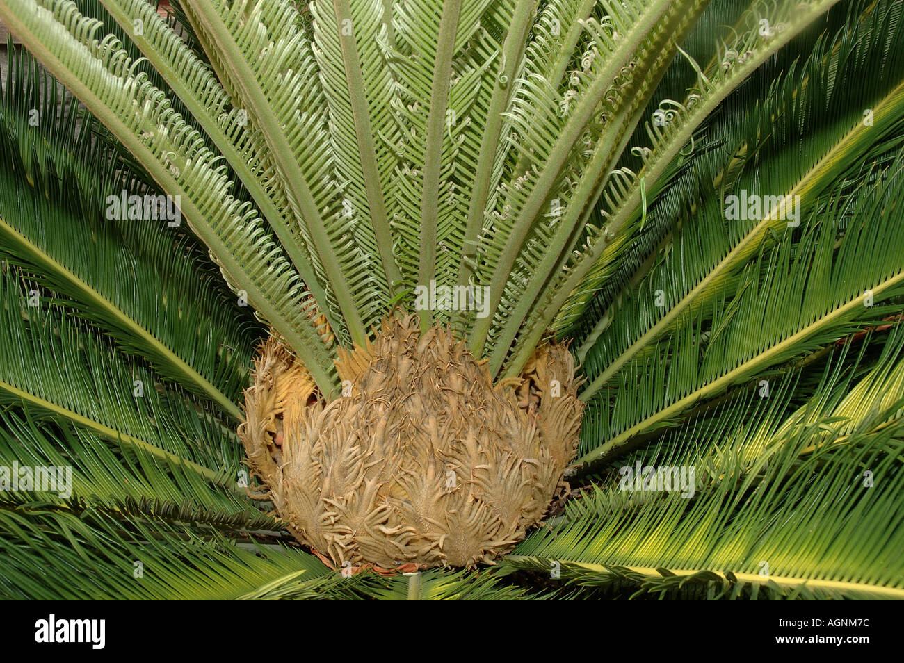 Female sago palm cycas revoluta -Fotos und -Bildmaterial in hoher ...